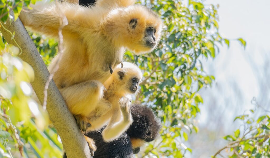 Los BIOPARC conmemoran el Día Internacional de los Primates